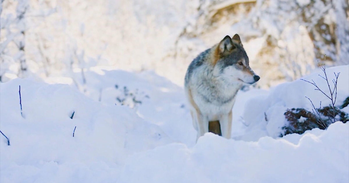 Wolf reintroduction donor possibly located - CBS Colorado