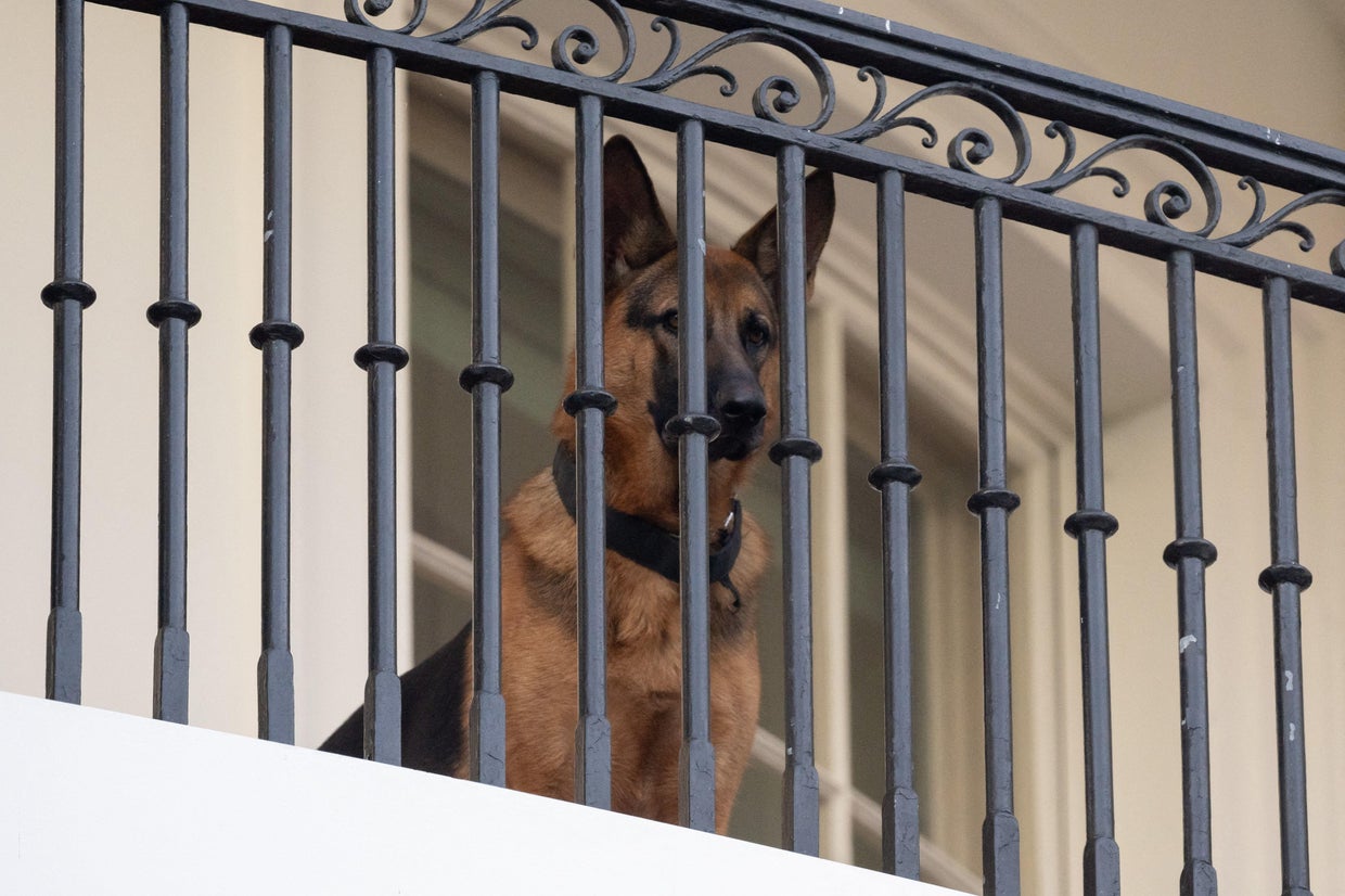 Bidens' dog, Commander, removed from White House after several ...