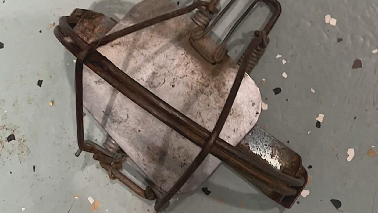 Arlington police search for person setting illegal traps to catch foxes ...