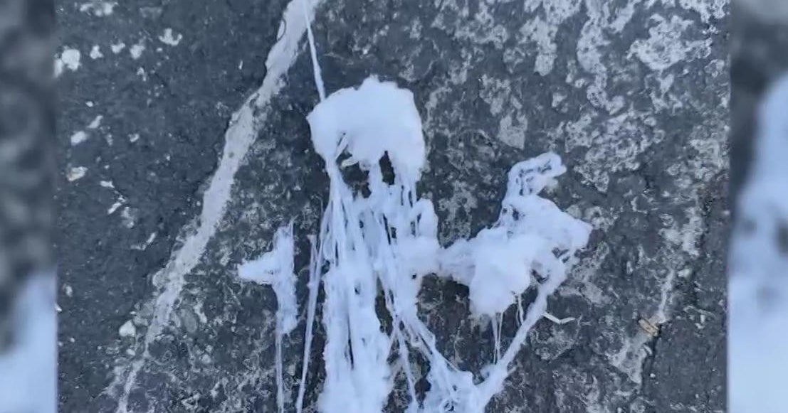 Spiders fall from the sky on the West Coast - CBS Chicago