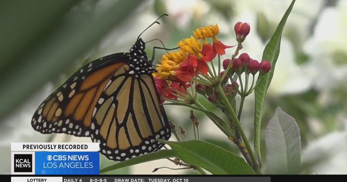 Monarch butterfly numbers improving, thanks in part to local efforts ...