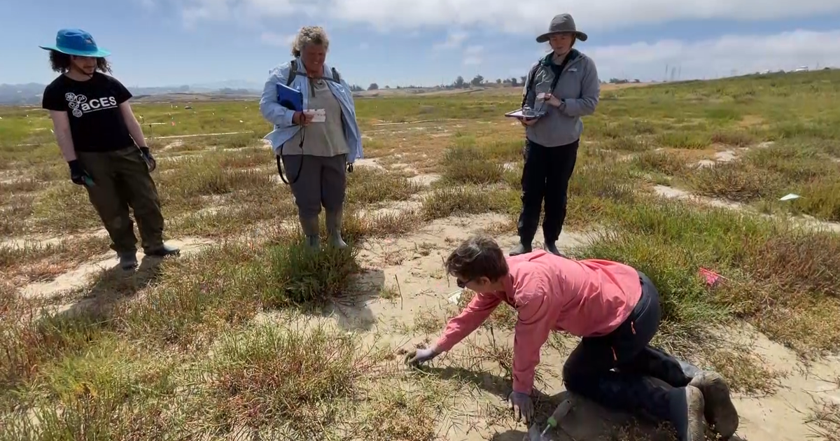 Researchers restoring California salt marshes from effects of climate ...