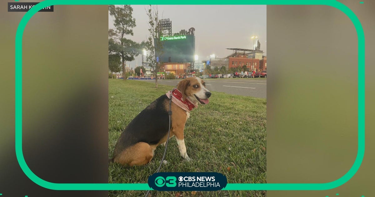 Phillies Red October: Submit photos of your furry friends on CBS News ...