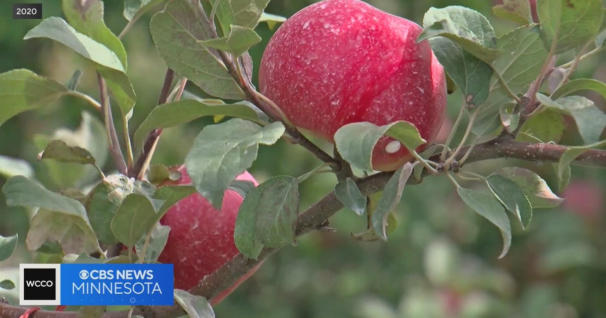 How do Minnesota apples get from the orchard to the store? - CBS Minnesota