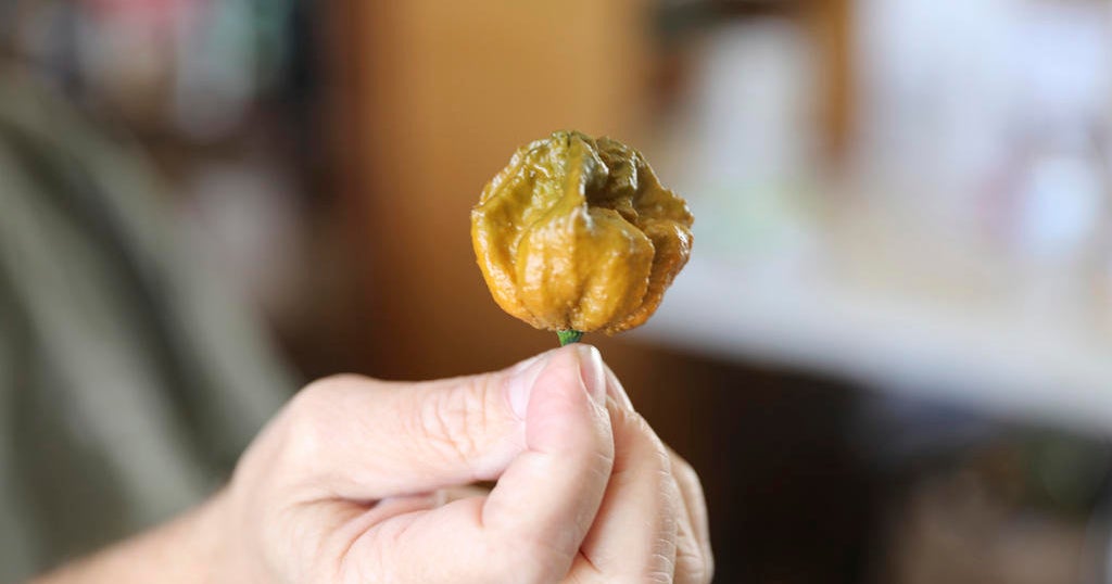 Pepper X marks the spot as South Carolina pepper expert scorches his ...