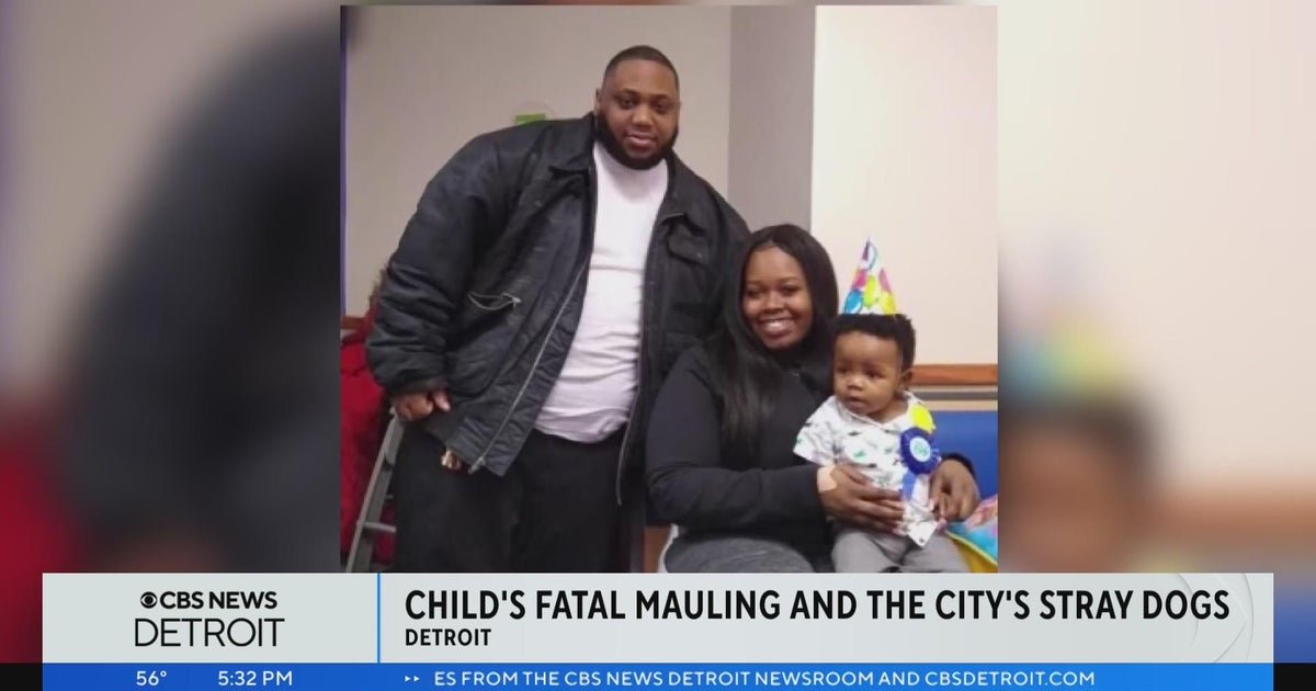 Child killed in mauling highlights Detroit's stray dog problem - CBS ...
