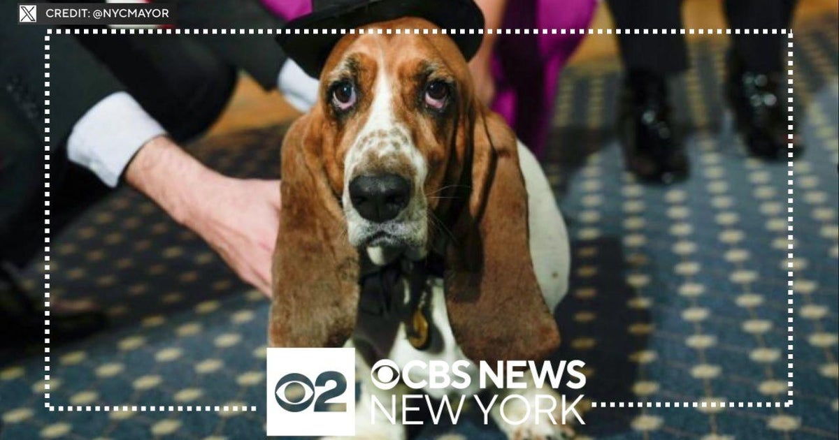Sally Long Dog, New York City's first dog mayor, visits City Hall - CBS New York