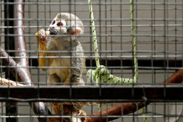 Ecuador's drug lords are building "narco-zoos" as status symbols - KTSA