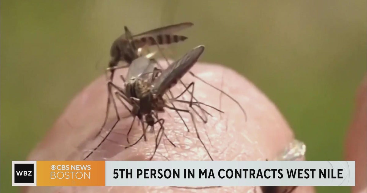 Fifth person in Massachusetts being treated for West Nile virus - CBS ...