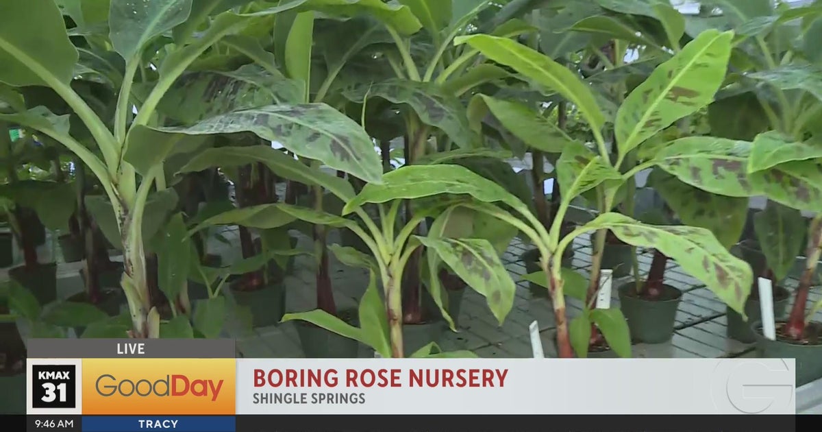 Boring Rose Nursery's Green House - Good Day Sacramento