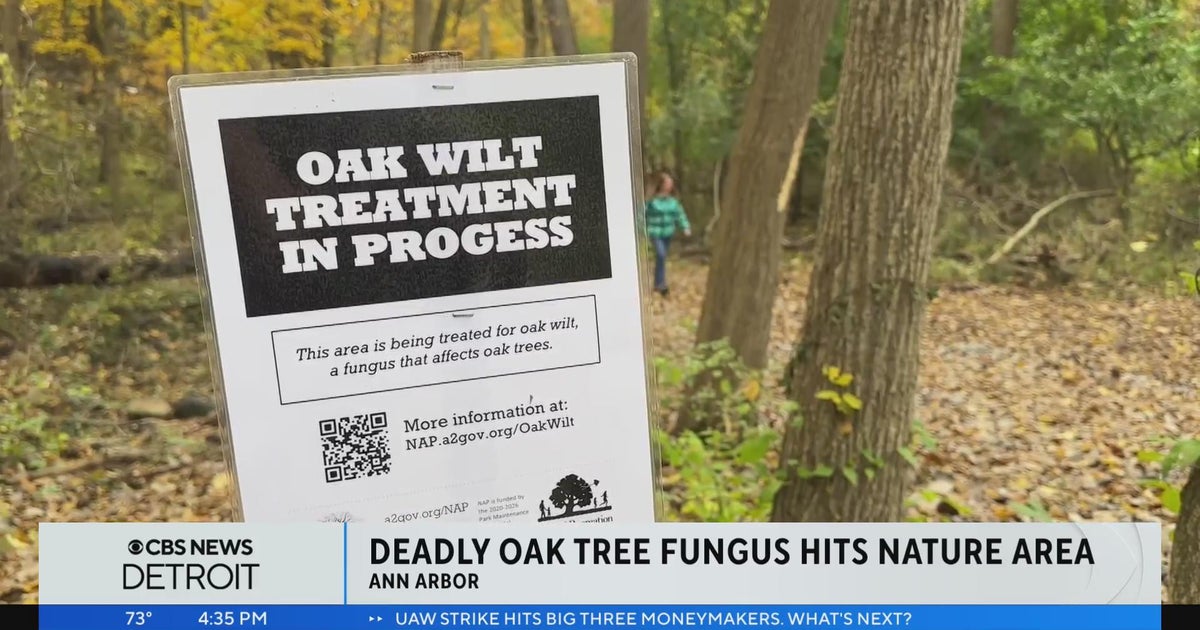 Fungus that kills red oak trees detected in Ann Arbor nature area - CBS ...