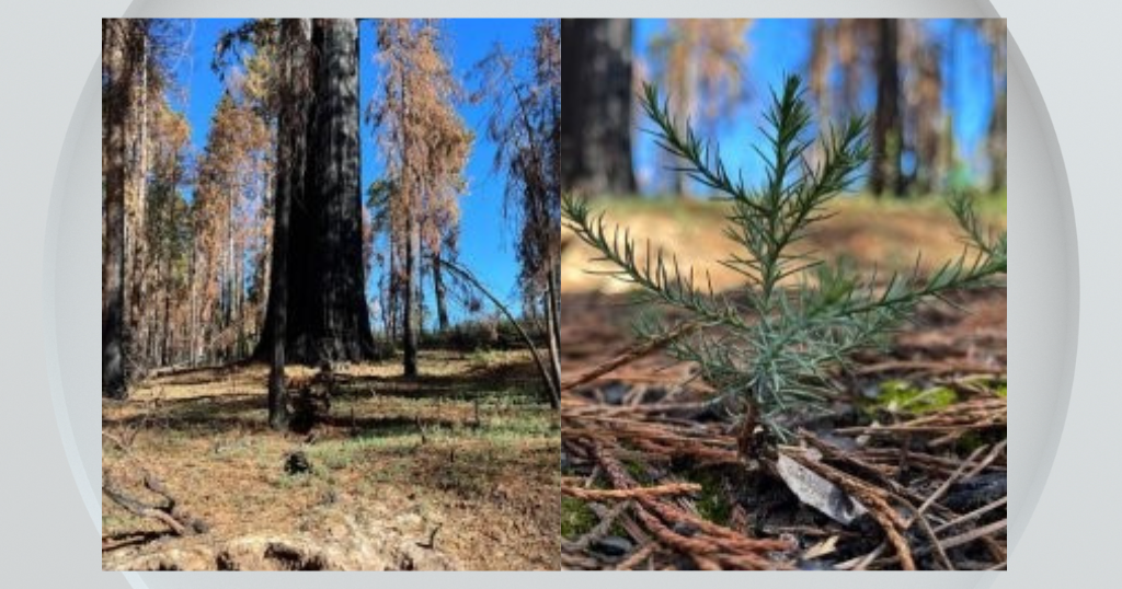 2 iconic trees scorched in prescribed burn at Calaveras Big Trees State ...