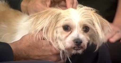 Pet Rescue Spotlight: PAWS Chicago - CBS Chicago