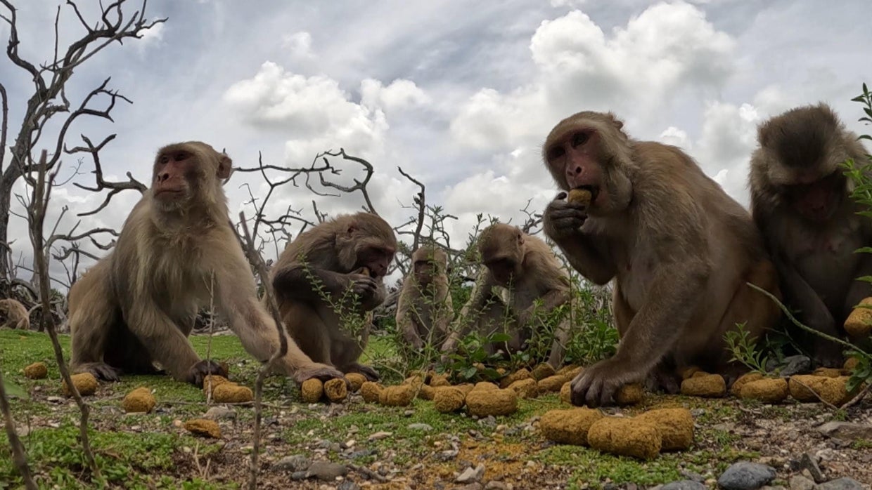 On Monkey Island, scientists have rare access to more than 6 decades of ...