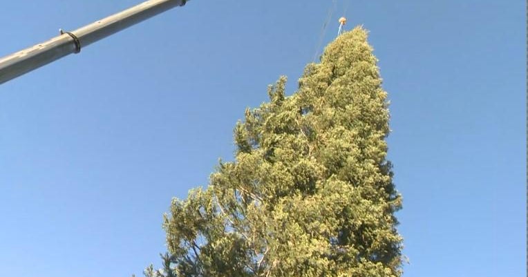 The Grove's iconic 100-foot-tall white fir Christmas tree arrives - CBS ...