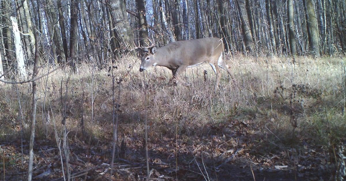 Gov. Walz celebrates the start of deer hunting season in Lanesboro ...