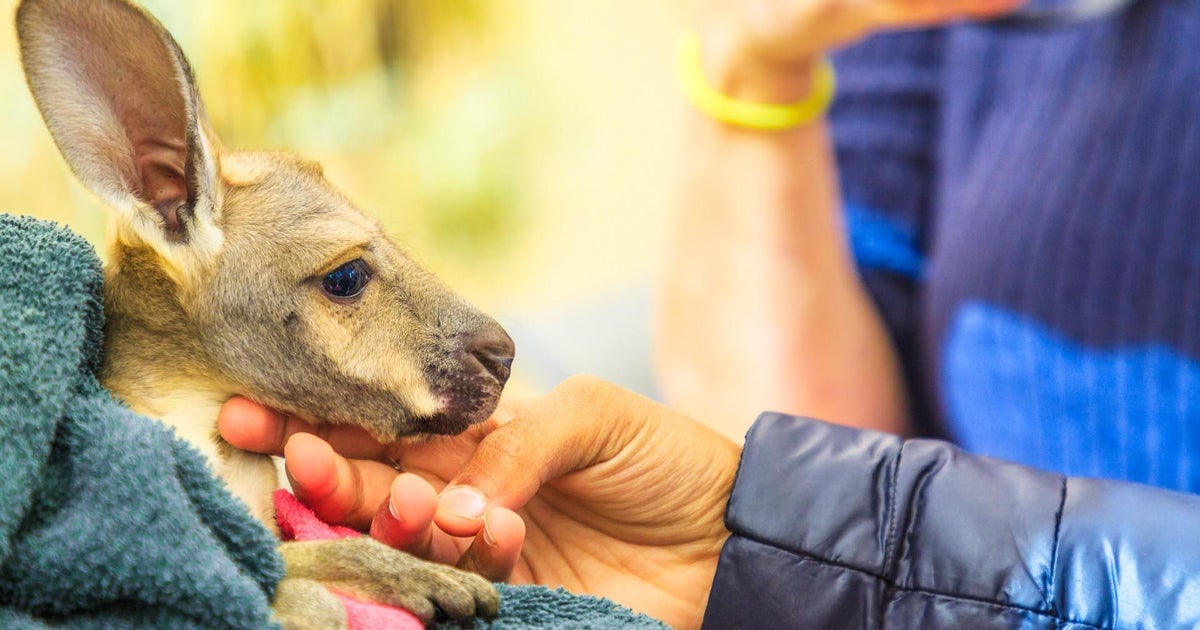 New Hampshire lawmaker wants to legalize kangaroo ownership - CBS Boston