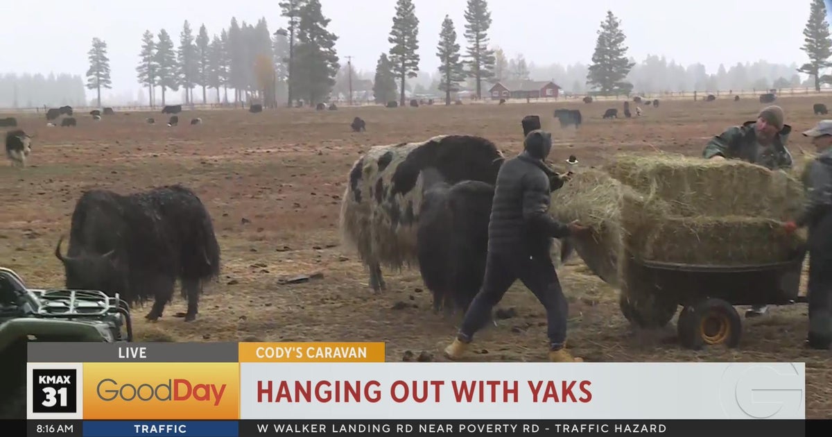 Cody's Caravan - Yak Farming in Calpine! - Good Day Sacramento