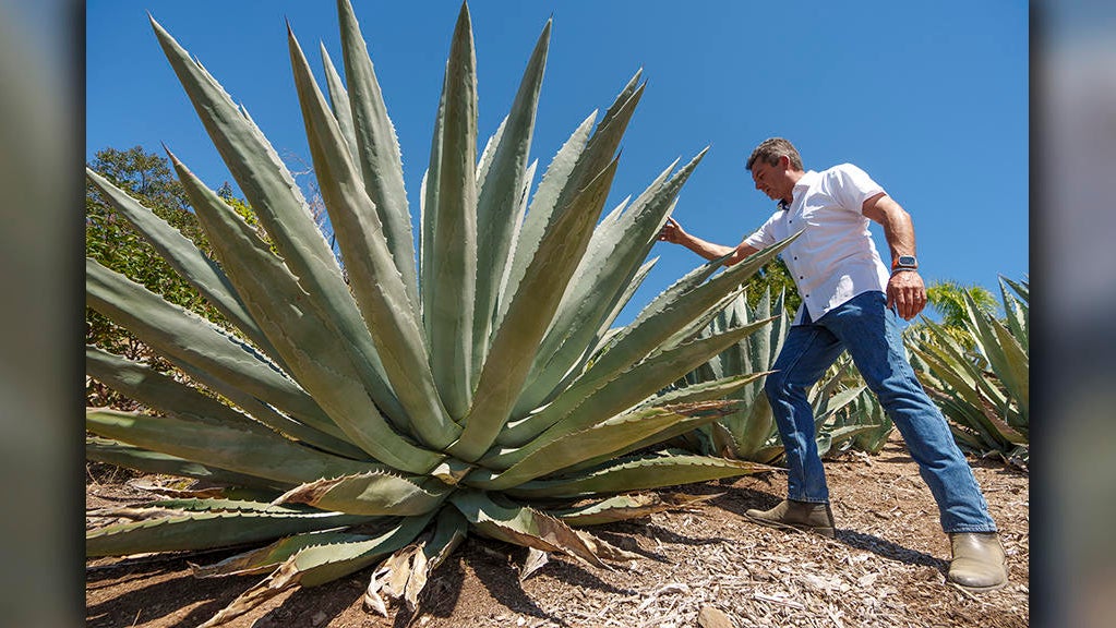 California farmers look to agave to weather drought and groundwater ...
