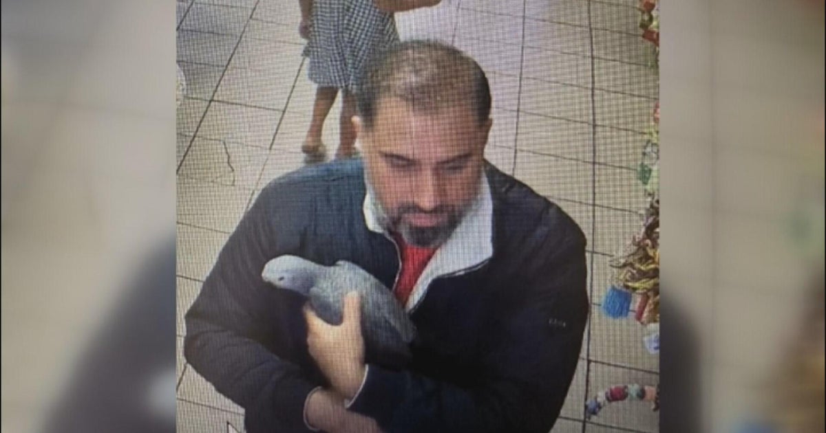 Exotic bird stolen by balding thief in Lake Forest - CBS Los Angeles