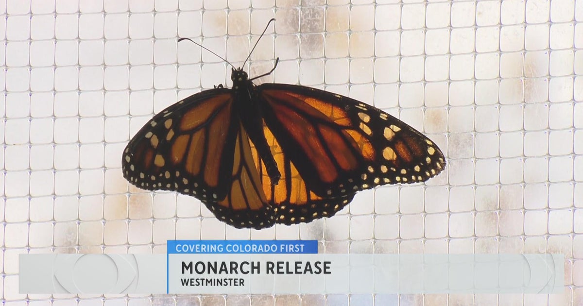 Monarch butterflies released at The Butterfly Pavilion - CBS Colorado