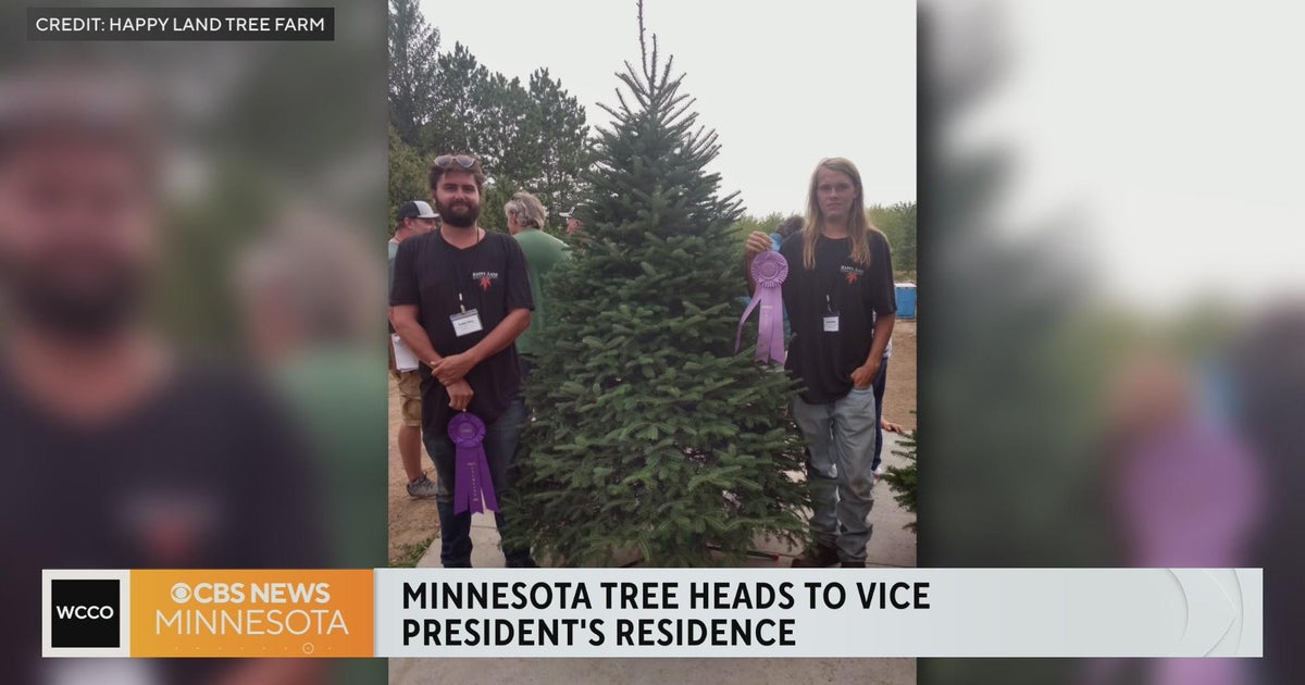 Minnesota-grown tree headed to Vice President's residence - CBS Minnesota