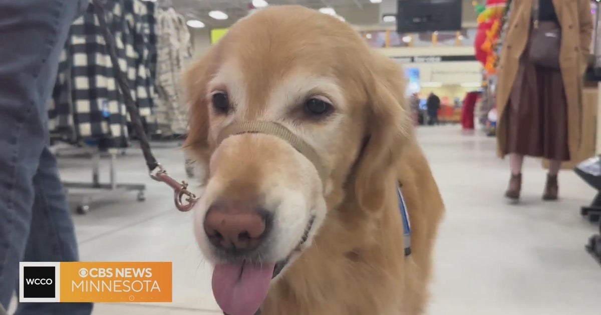 Helping Paws training more service dogs for vets suffering from PTSD ...