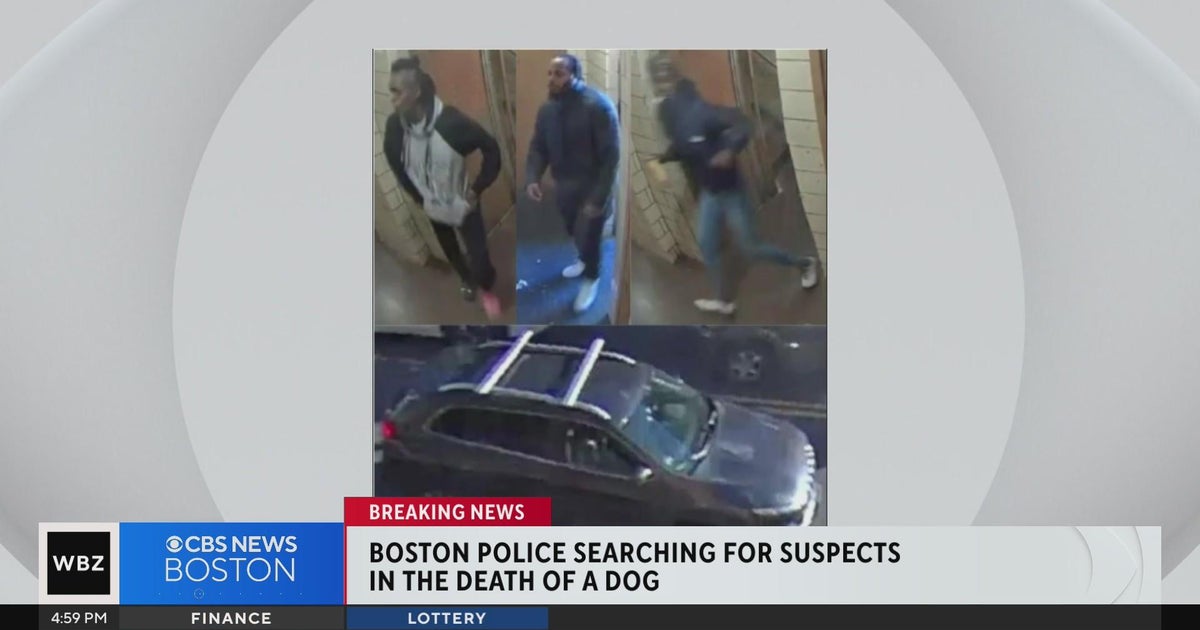 Boston police seek suspects in death of dog - CBS Boston