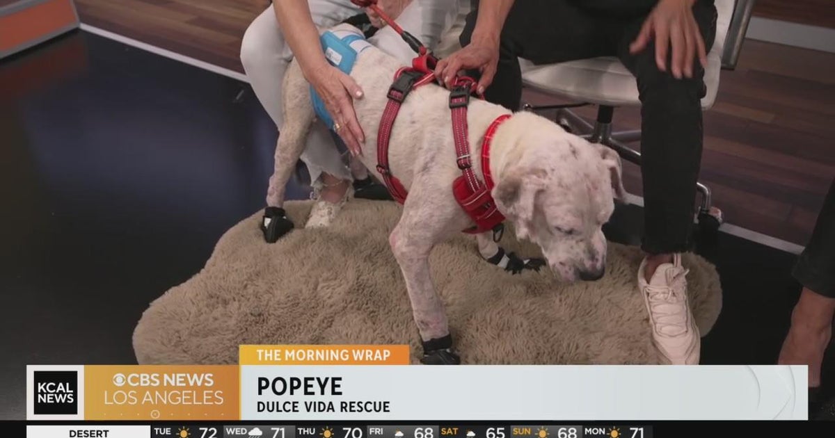 Meet Popeye: Pet of the Week - CBS Los Angeles