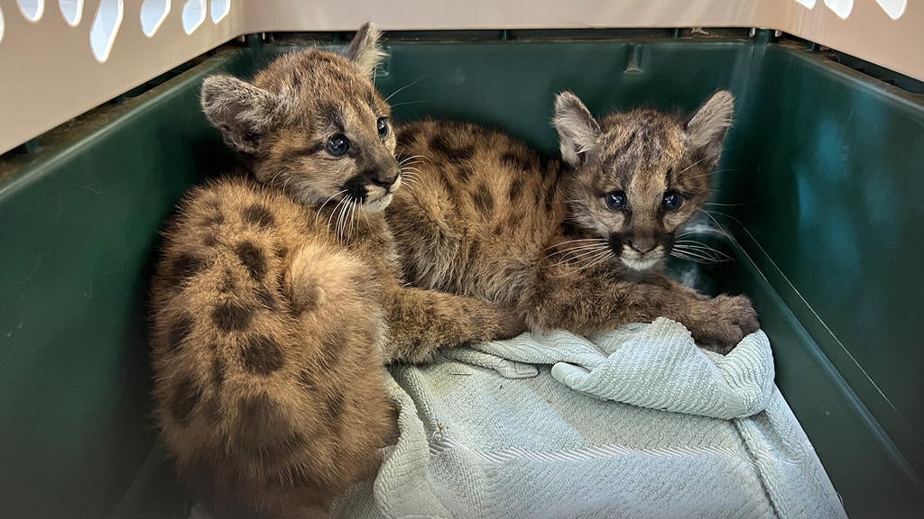 Oakland Zoo news - Today’s latest updates - CBS San Francisco