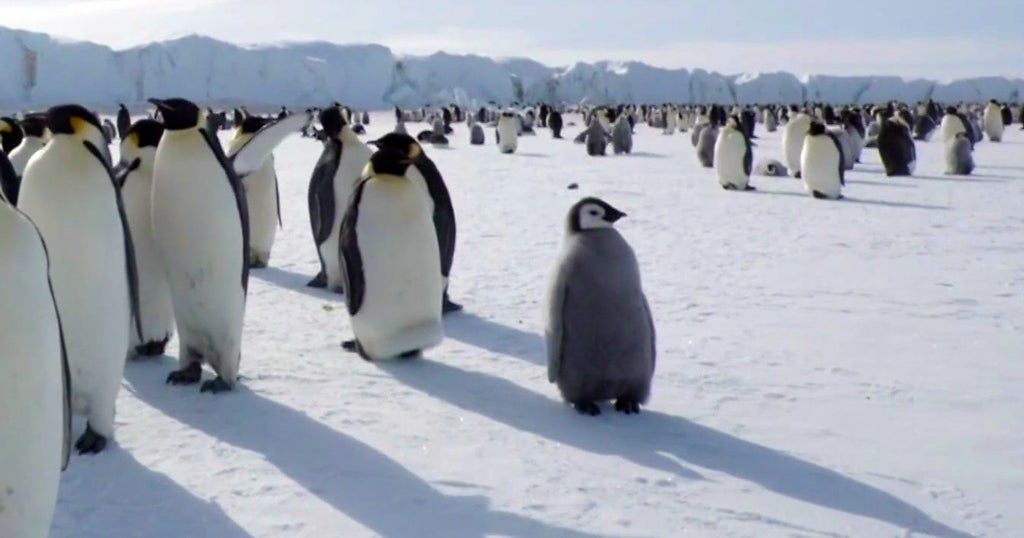 Project Earth: Emperor penguins threatened by climate change - CBS San ...