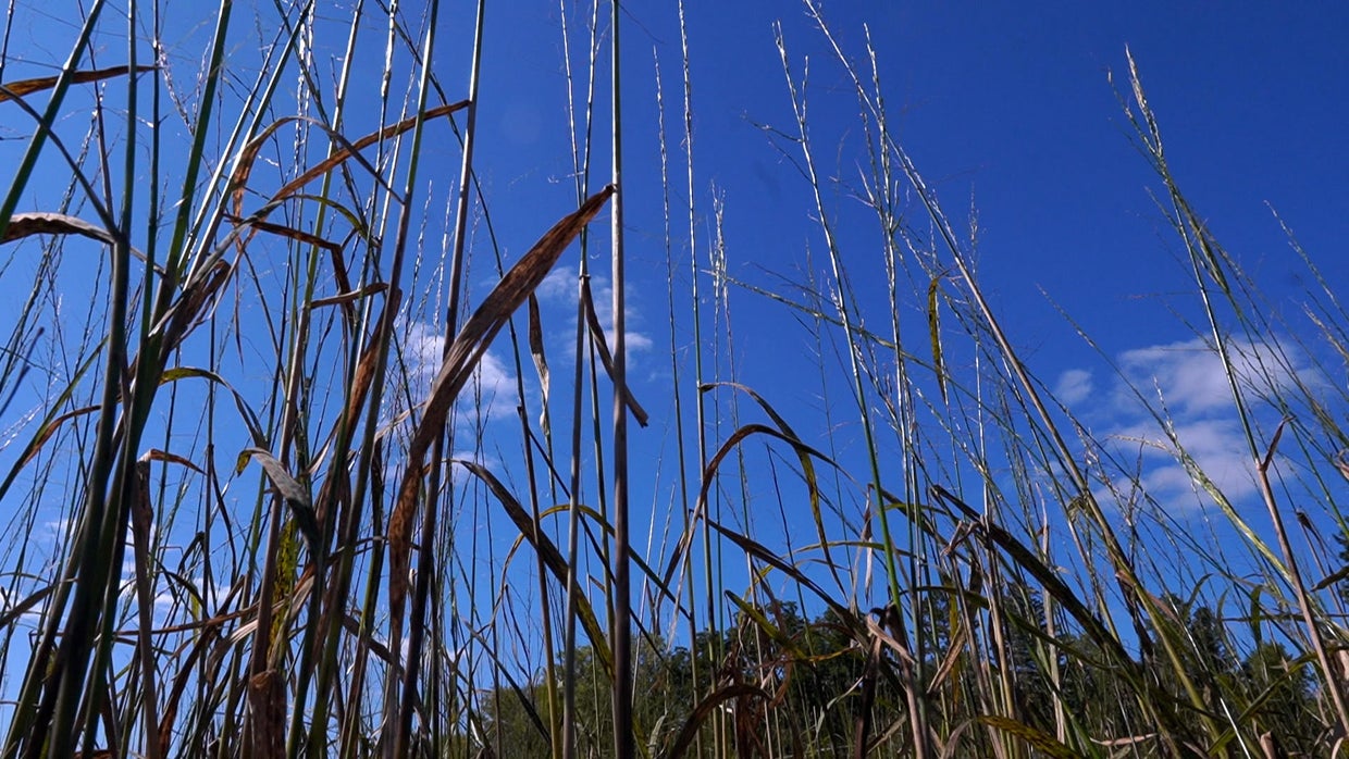 State of Water: Protecting and understanding wild rice, sacred to ...