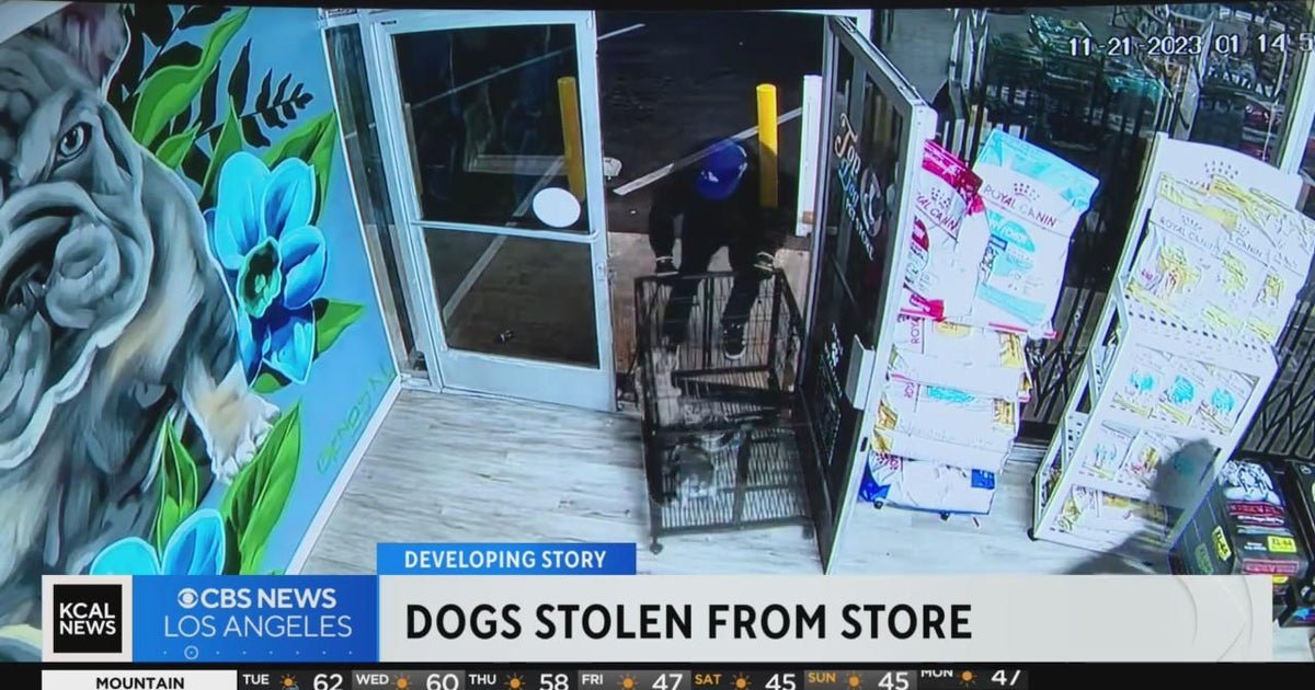 High-priced dogs dragged out of local pet shop during overnight ...