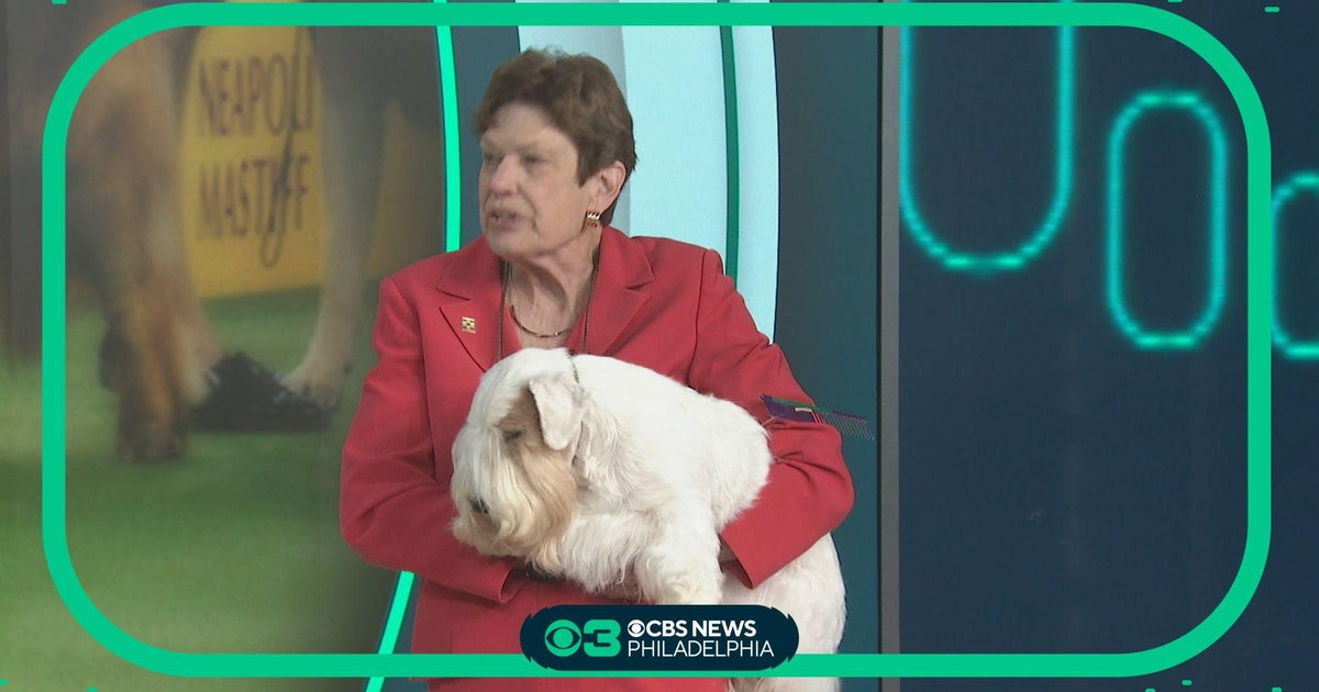 2023 National Dog Show winner Stache joins CBS News Philadelphia's ...