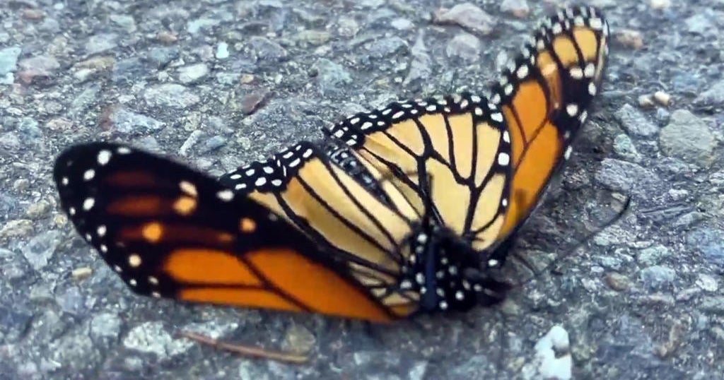 Wildlife experts monitor monarch butterfly count on California coast ...