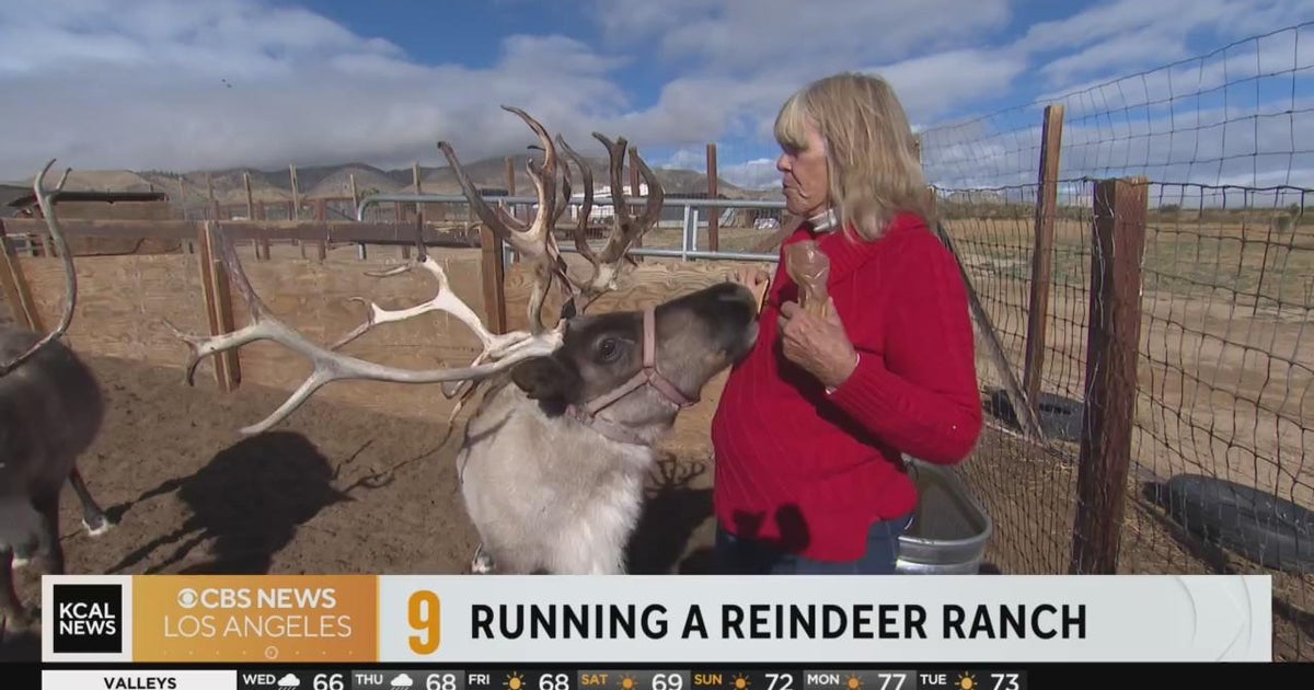 Meet a reindeer rancher | STEAM - CBS Los Angeles