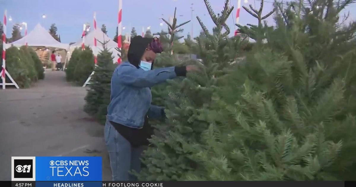 Gardening 101: Fresh cut Christmas trees - CBS Texas