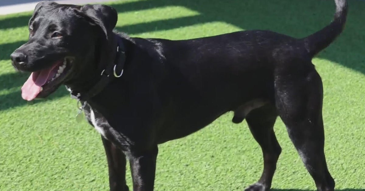 PAWS Chicago Pet of the Week: Franklin - CBS Chicago