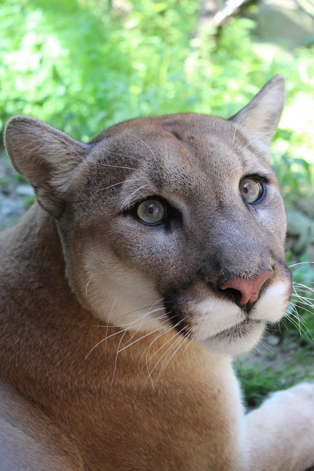 Stone Zoo cougar, Blue, dies after struggling with seizures - CBS Boston