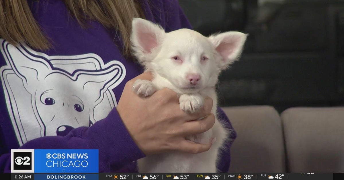 Pet Rescue Spotlight: Frosty from Border Tails Rescue - CBS Chicago