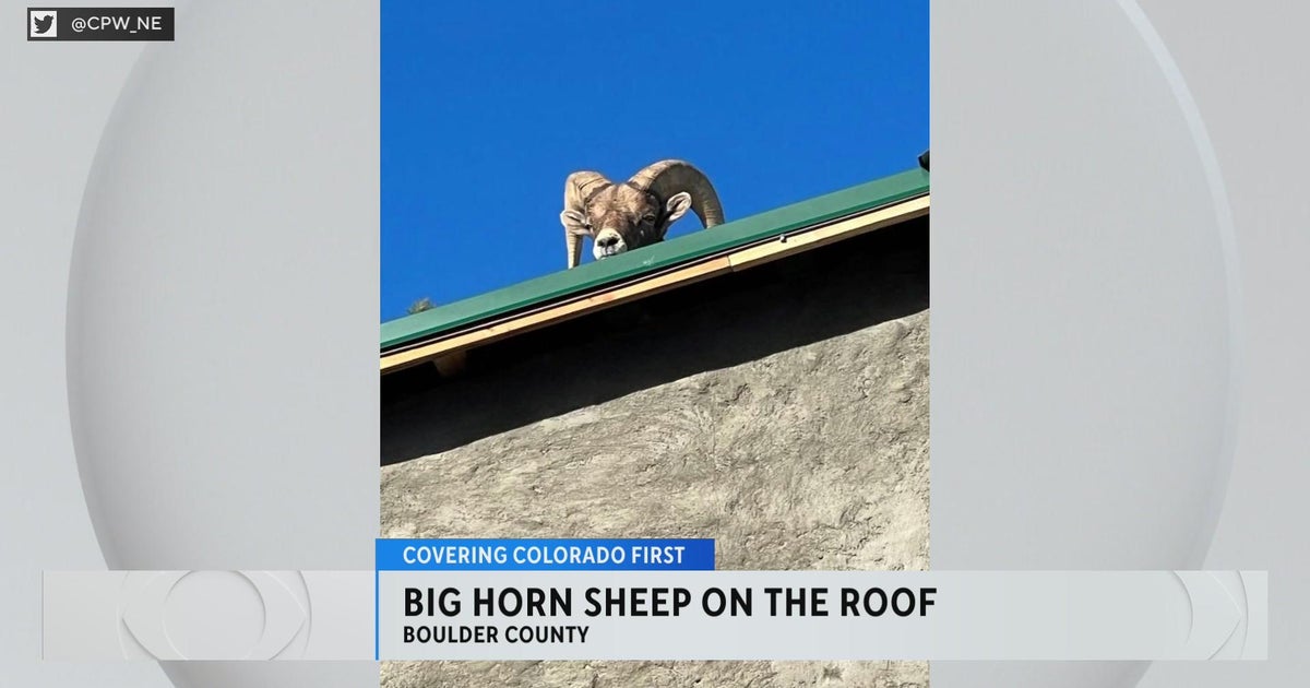 Bighorn sheep gets stuck on top of house in Boulder County - CBS Colorado