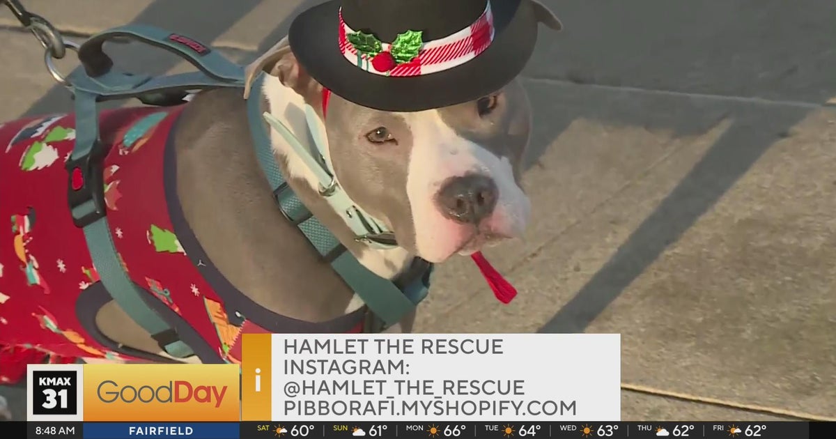 Hamlet, the Rescue Dog - Good Day Sacramento