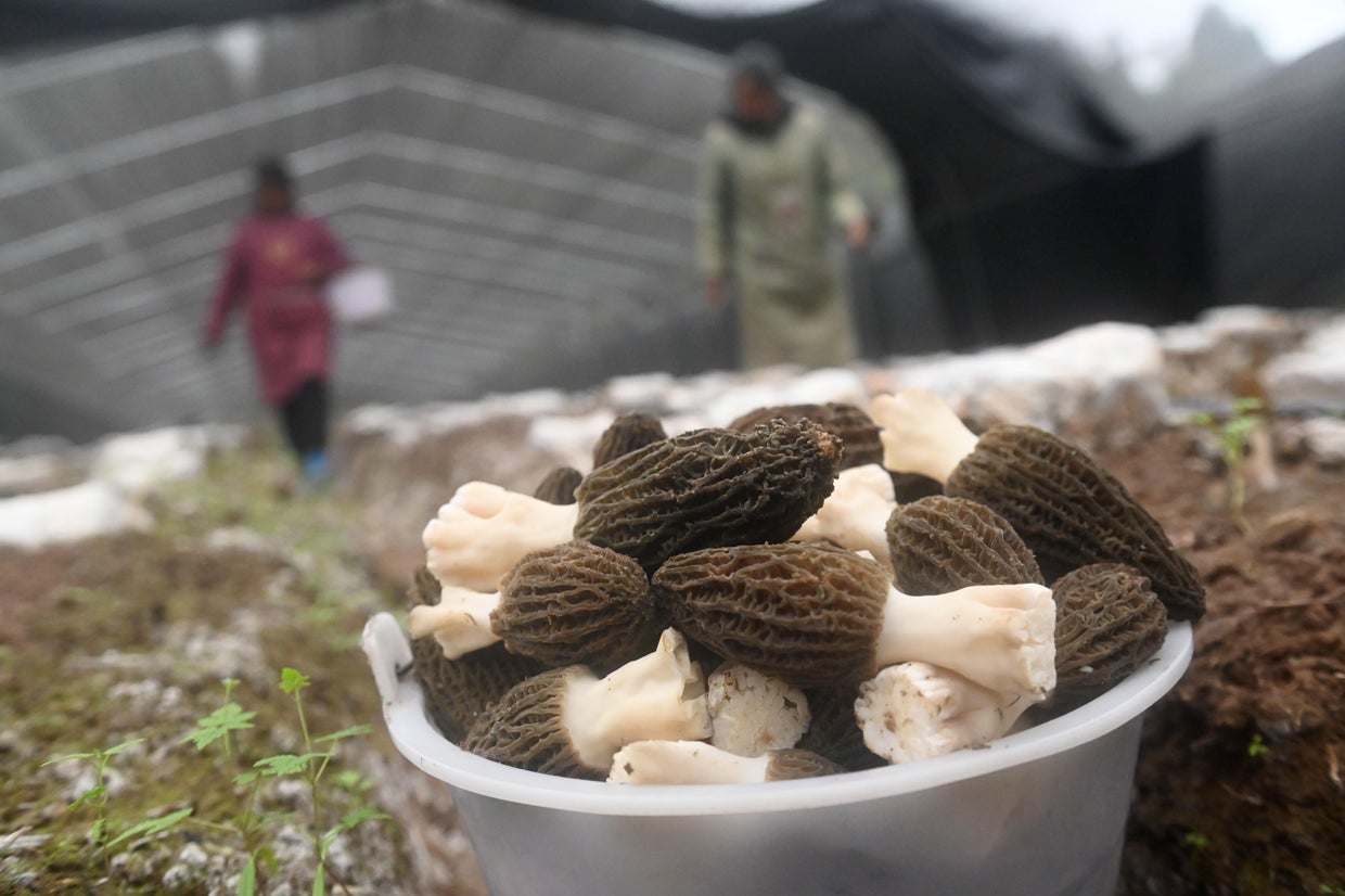 Mysterious morel mushrooms at center of food poisoning outbreak - CBS News