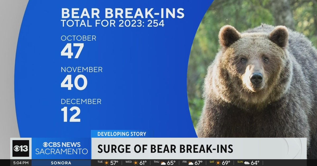 Bear break-ins surge in Tahoe City ahead of hibernation - CBS Sacramento