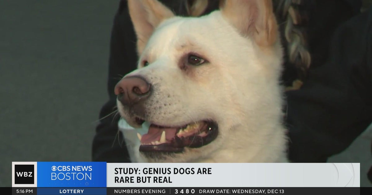 Study: Genius dogs are rare but real - CBS Boston