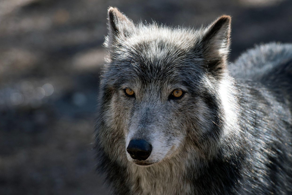 Gray wolves subject of new recovery plan under Endangered Species Act ...