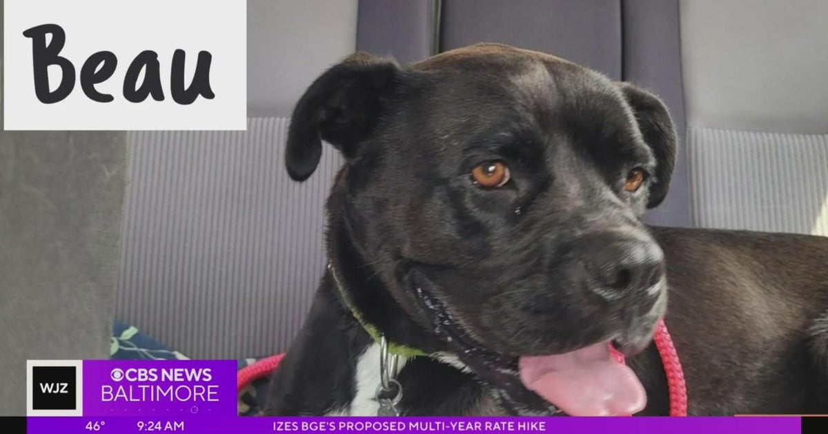 Furever Home: Meet Beau, a loving dog who has spent three years in ...
