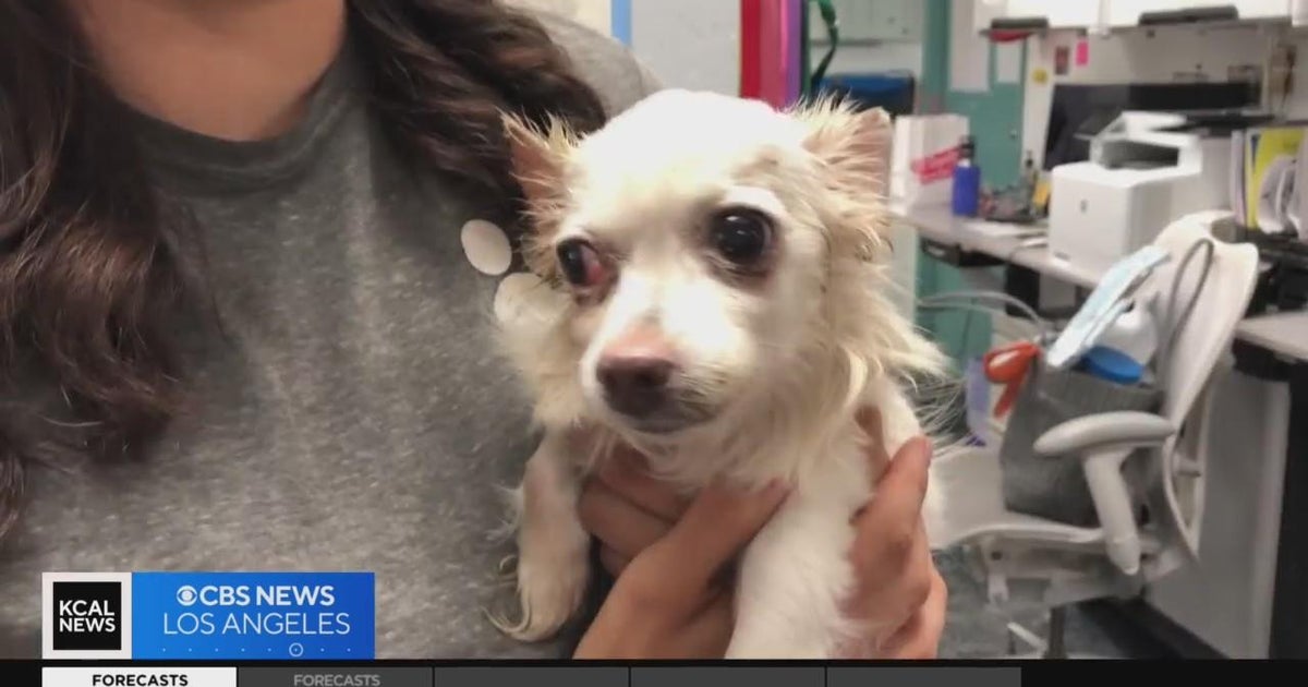 The Shelter Saint Gillian Lange | People Making a Difference - CBS Los ...