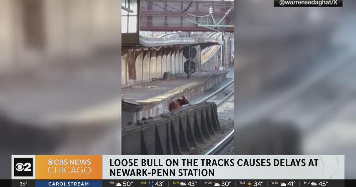 Loose bull on the tracks causes delays at Newark-Penn station - CBS Chicago