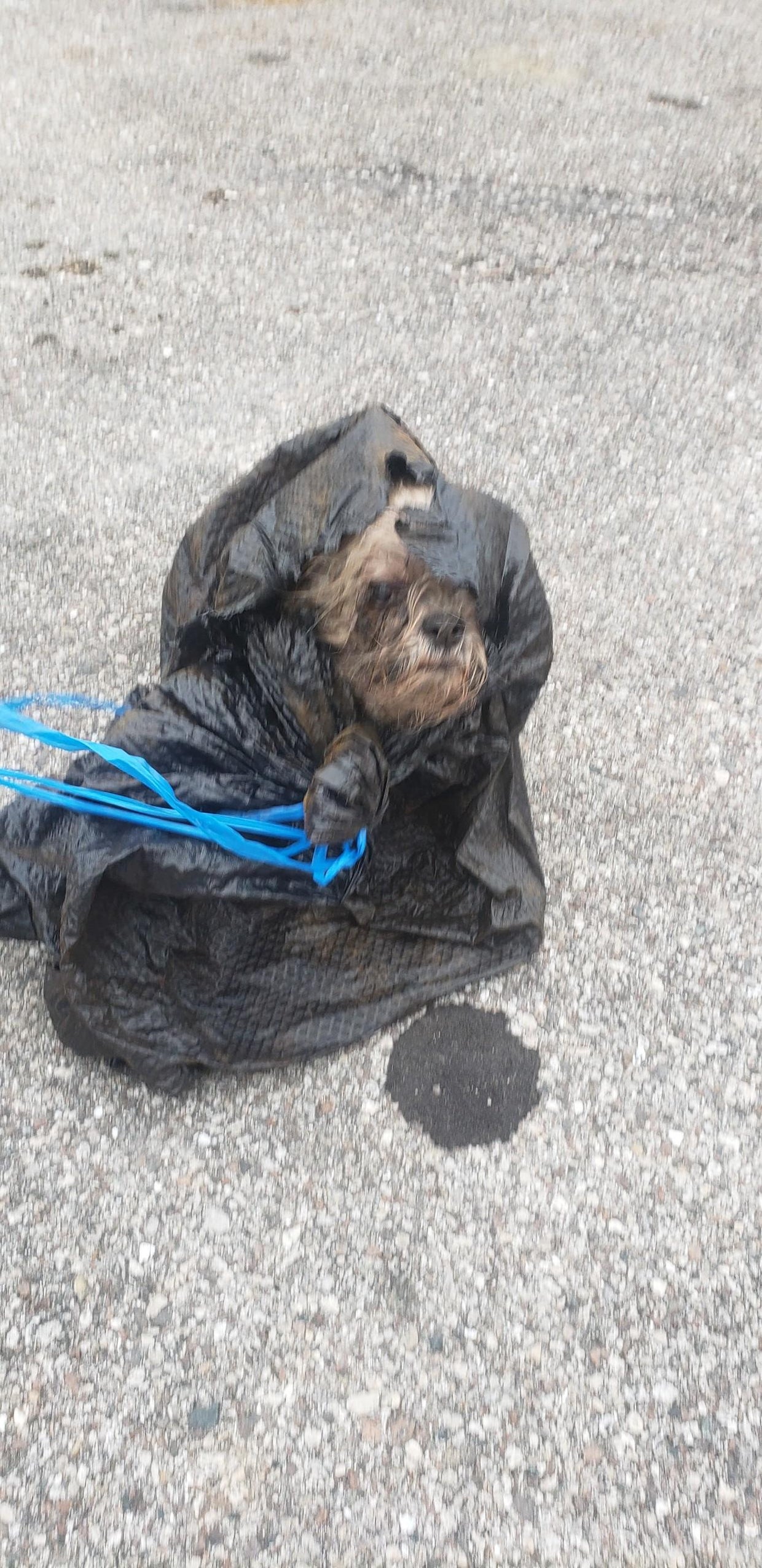 Florida man threw 16-year-old dog in dumpster after pet's owners died ...